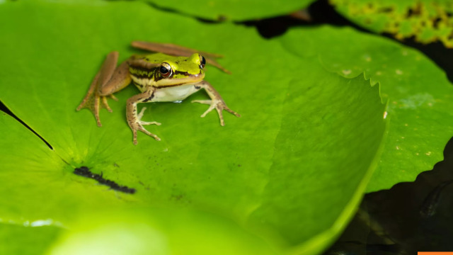 Ενδιαφέρουσες πληροφορίες για τον πρίγκιπα της λίμνης, τον βάτραχο – Τα ...