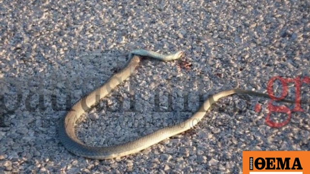 Πάτρα: Οχιά ενός μέτρου «βγήκε βόλτα» σε πλατεία