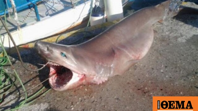 Σκυλόψαρο 650 κιλών στα κατεχόμενα - Δείτε φωτογραφίες