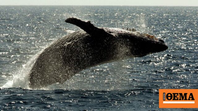 Scientists finally figured out why whales leap into the air (AUDIO)