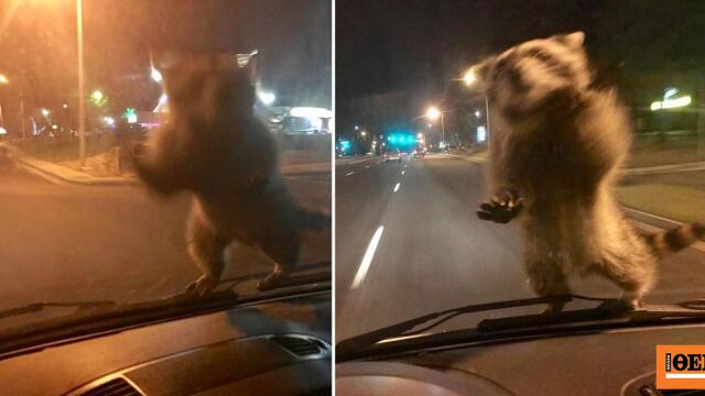 Raccoon jumps on moving police van, hitches a ride & wins Twitter! (PHOTOS)