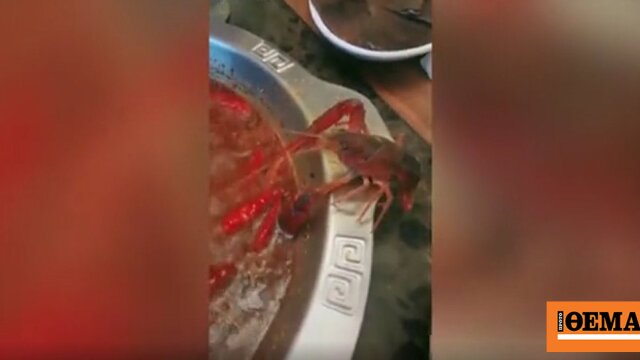 Η καραβίδα που έγινε viral: Αυτοακρωτηριάστηκε προκειμένου να αποφύγει ...