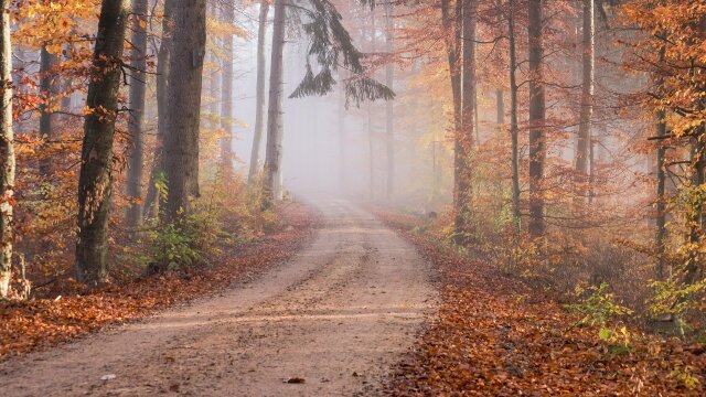 Η κλιματική αλλαγή κάνει τα φύλλα του φθινοπώρου να πέφτουν πιο νωρίς ...