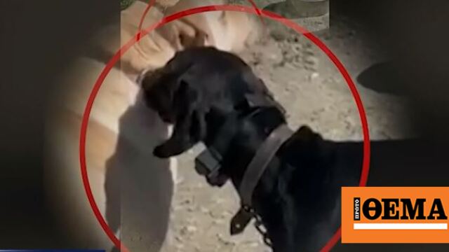 Κρήτη: Πρόστιμο €15.600 και σύλληψη σε 67χρονο που βασάνιζε σκύλο με ...