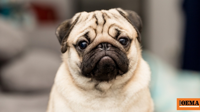 Ολλανδία: Θέλει να απαγορεύσει την κατοχή ζώων συντροφιάς με γενετικές ...