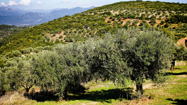 Η νέα, κερδοφόρα μορφή τουρισμού στην Ελλάδα -Σε ποια περιοχή αναπτύσσεται