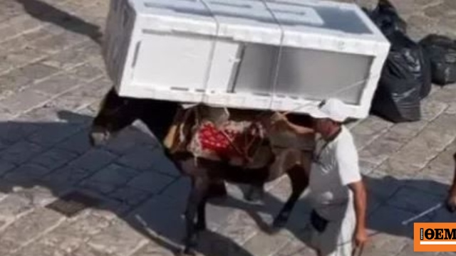 Ύδρα: Γαϊδουράκια αναγκάζονται να κουβαλήσουν μέχρι και ψυγεία - Δείτε ...