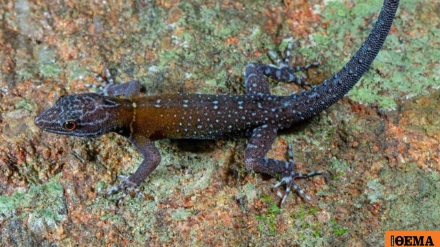 Ανακαλύφθηκε νέο είδος σαύρας gecko και πήρε το όνομά της από τον Van Gogh