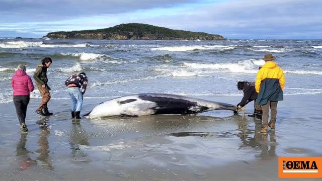 Νέα Ζηλανδία: Η πιο σπάνια φάλαινα του κόσμου ξεβράστηκε σε παραλία