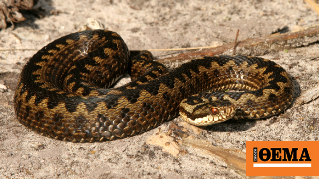 New species of snake discovered in Australia