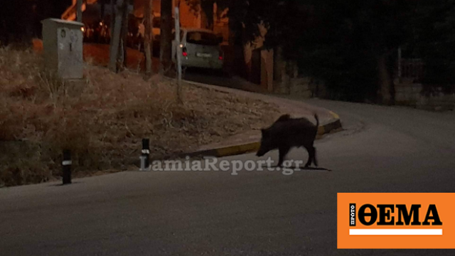Λαμία: Νυχτερινή «απόβαση» αγριογούρουνων - Δείτε βίντεο
