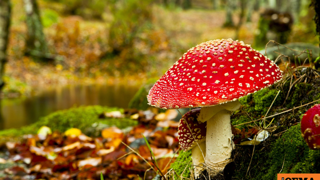 Τα δηλητηριώδη μανιτάρια στην Ελλάδα και τι να προσέχουμε