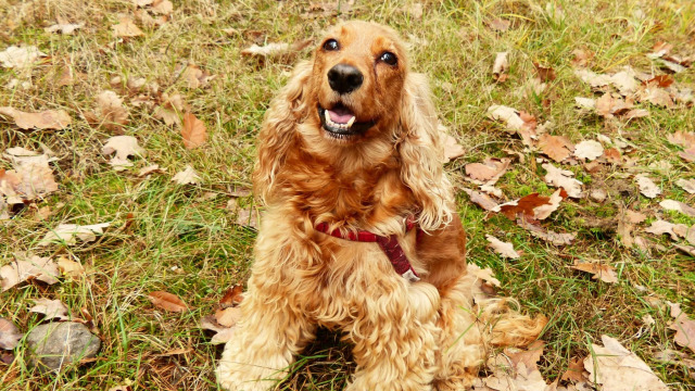 Cocker Spaniel: Ποιοι είναι οι σκύλοι με τα καλοσυνάτα μάτια και τα ...