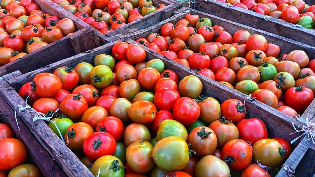 Ο Τραμπ επιβάλλει δασμούς 21% στις ντομάτες από το Μεξικό