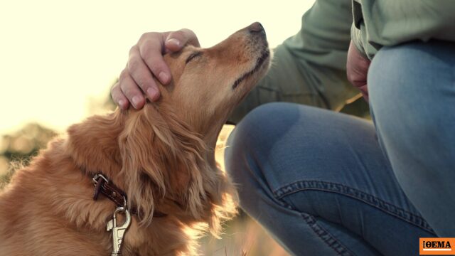 Pet guilt: Τα 5 πράγματα για τα οποία νιώθουν ενοχές όσοι έχουν σκύλο