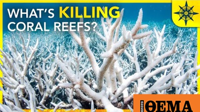 WebTV - What's Killing The Coral Reefs?