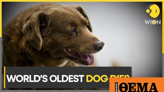 WebTV - World's oldest dog, Bobi, passes away in Portugal | WION