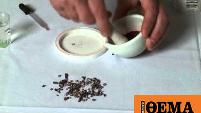 WebTV - Cochineal Bugs Create Red Dye: A Moment in Science