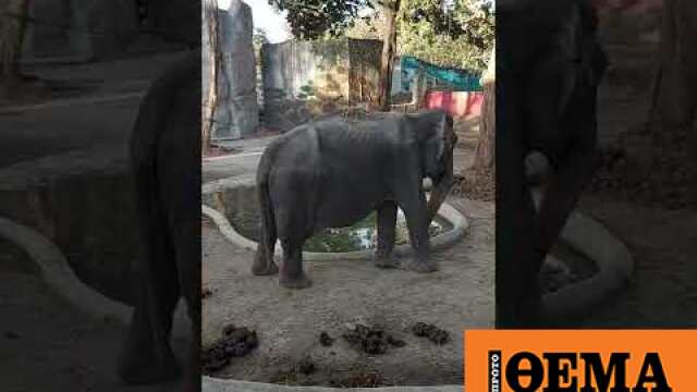 WebTV - MEET MALI, THE ELEPHANT IN MANILA ZOO