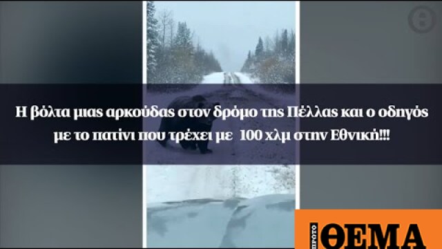 WebTV - Η βόλτα μιας αρκούδας στον δρόμο της Πέλλας και ο οδηγός με το ...