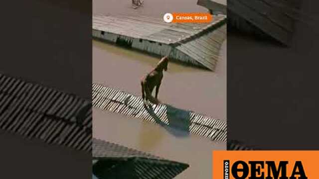 WebTV - Horse stranded on rooftop in flooded Brazil