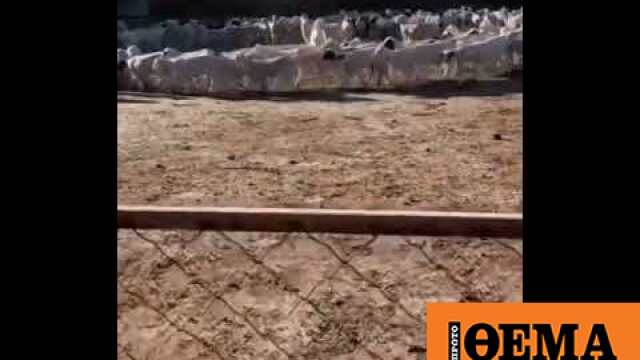 WebTV - Hundreds of sheep walk in a circle for over 10 days in N China ...