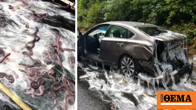 Thousands of slime Eels spill onto Oregon Highway in gross, gooey crash ...