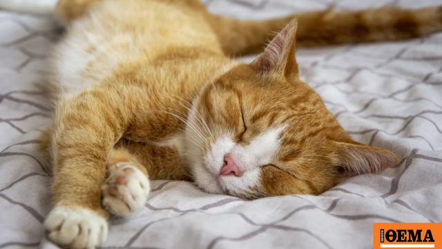 Μάθετε 4 αλήθειες για τη σχέση της γάτας με τον Μορφέα