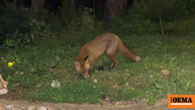 Τη βόλτα της στην Κρύπτη Αγίας Φιλοθέης έκανε χαριτωμένη αλεπουδίτσα ...